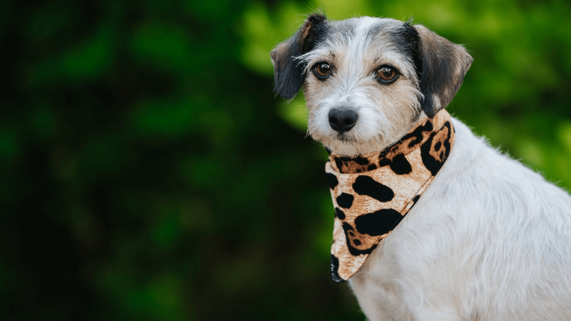 Pet Ultrasound Mobile Service In Hanson, MA | Pet Animal Ultrasound Service