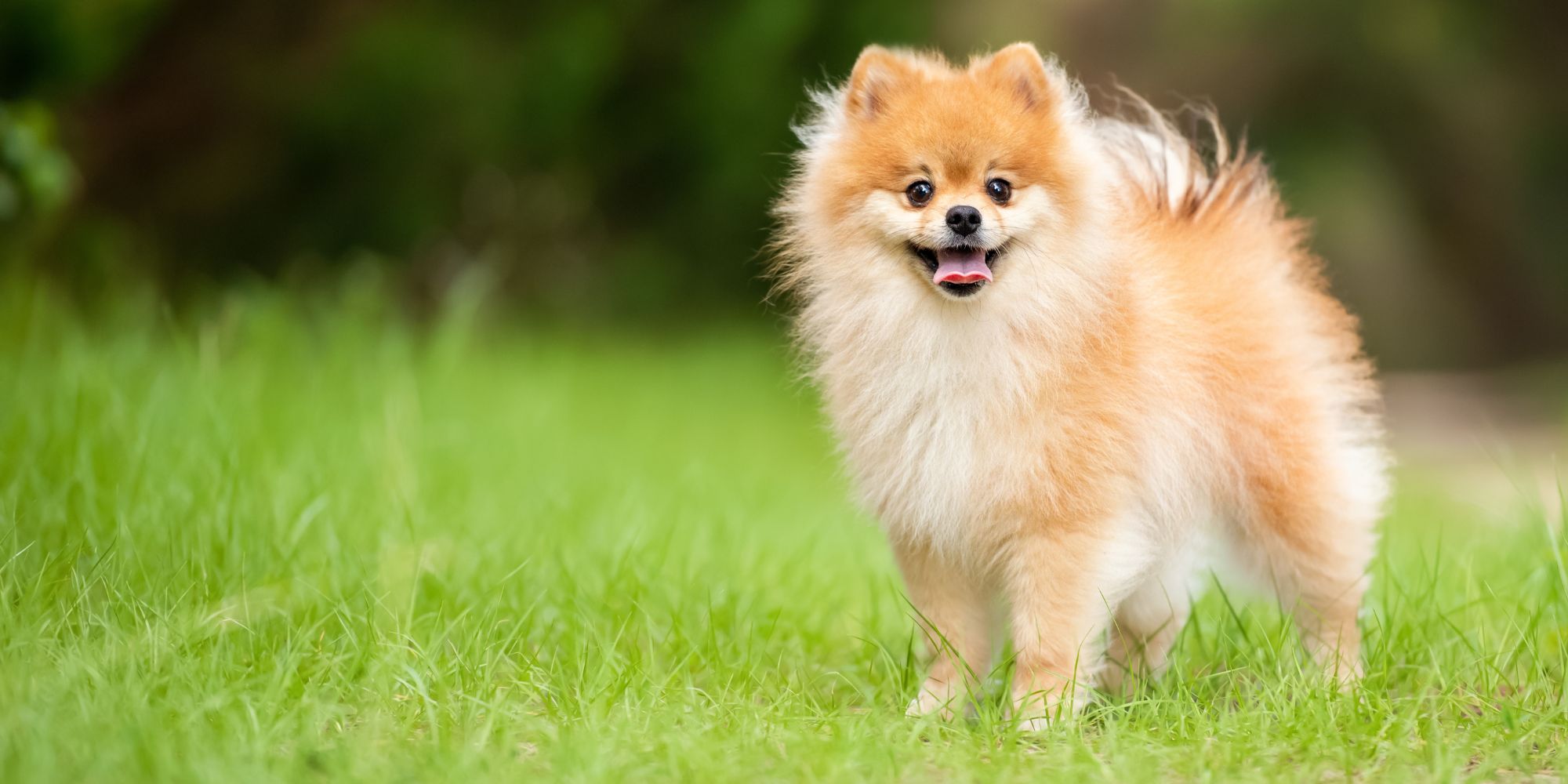 Pet Holter Monitoring Services In Hanson, MA | Pet Animal Ultrasound ...